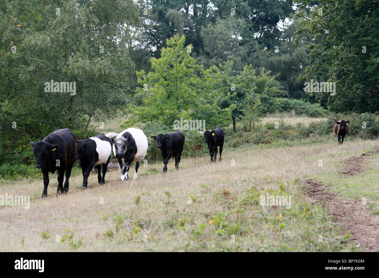 Line of six cows walking through woodland in Streatley, West Berkshire ...