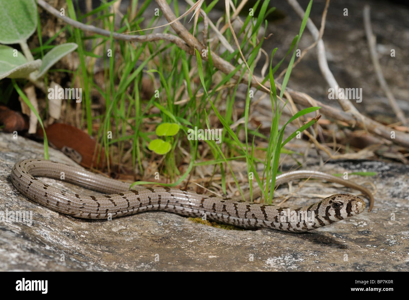 European glass lizard, armored glass lizard, Balkan Glass lizard ...