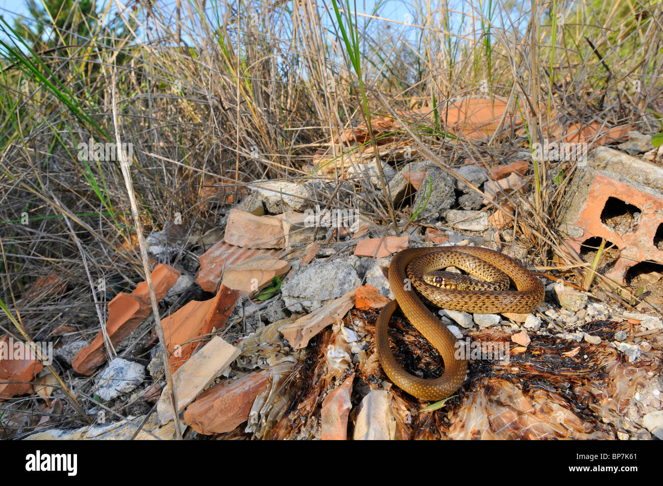 Balkan whip snake (Coluber gemonensis), on a wild waste dump with ...