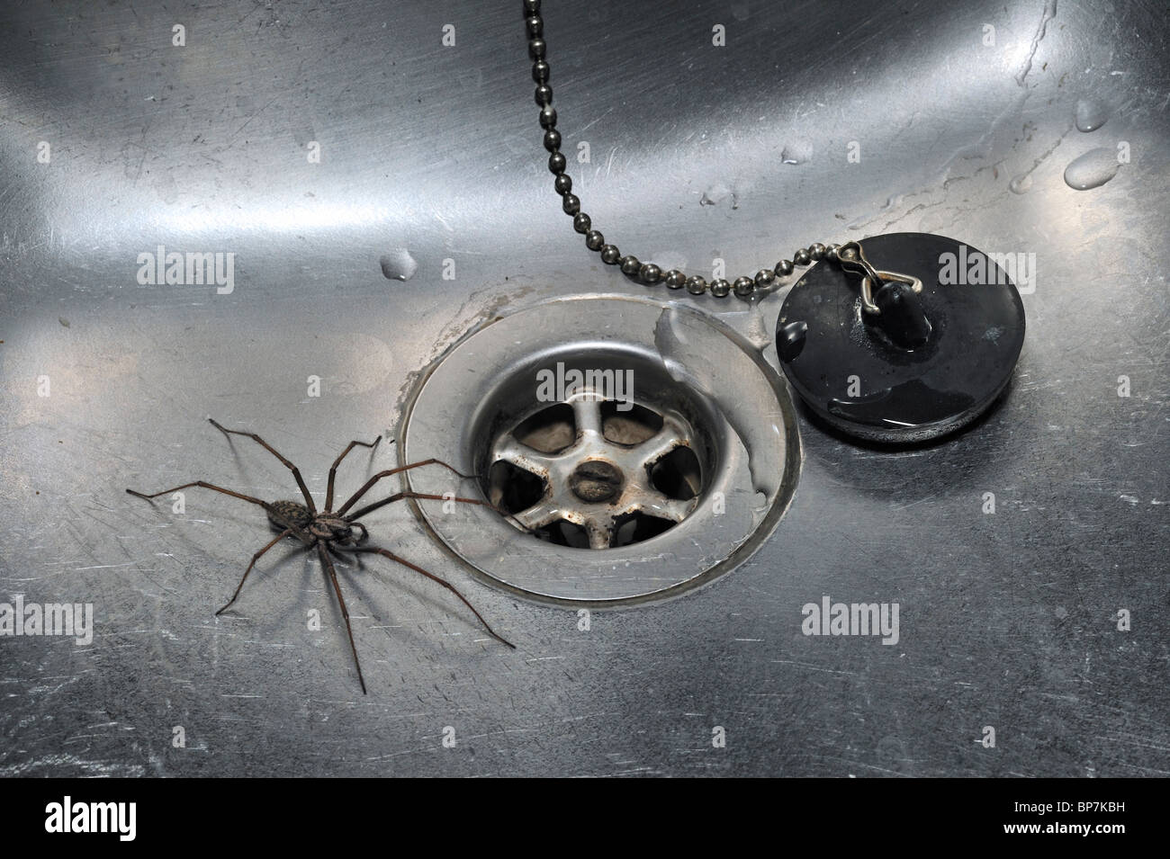 European common house spider (Eratigena atrica / Tegenaria atrica) in ...
