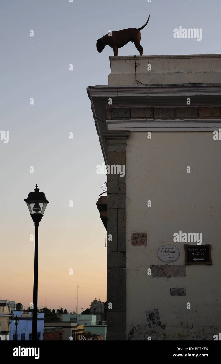 Dog on rooftop, Oaxaca, Mexico Stock Photo - Alamy