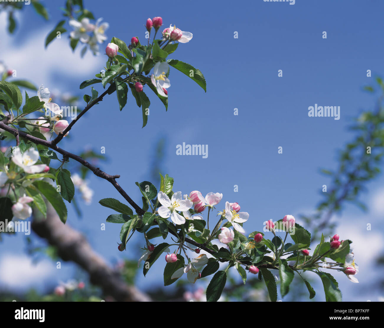 Apple Blossoms, Aomori Prefecture, Japan Stock Photo - Alamy