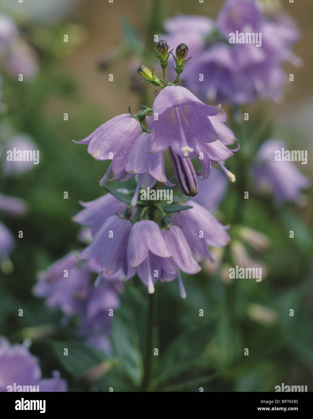 Ladybells hi-res stock photography and images - Alamy