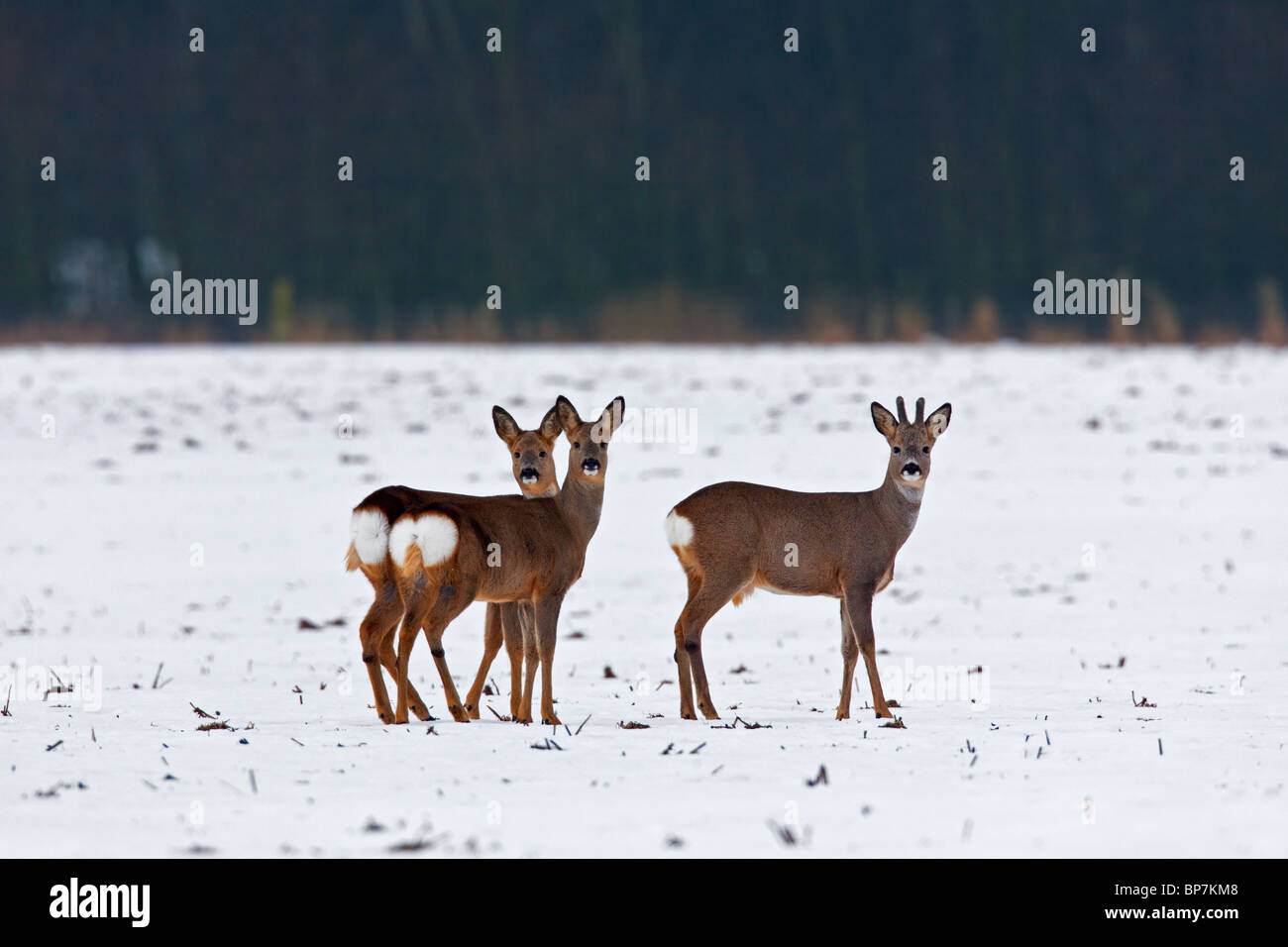 Roe deer (Capreolus capreolus) buck and two hinds in field in winter in ...