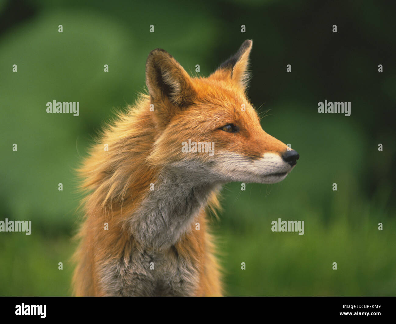 Red fox cross fox color hi-res stock photography and images - Alamy