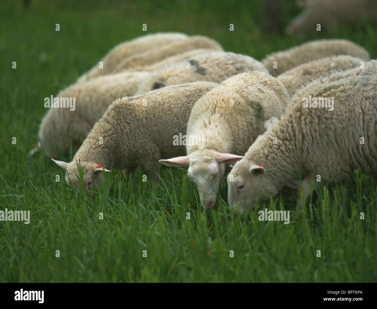 Sheep Grazing in Field, Hokkaido, Japan Stock Photo - Alamy