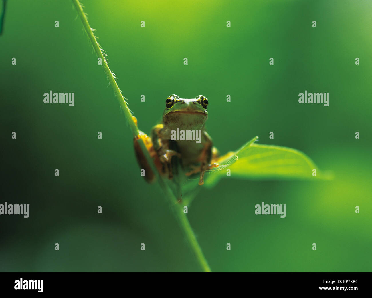 Frogs japan hi-res stock photography and images - Alamy