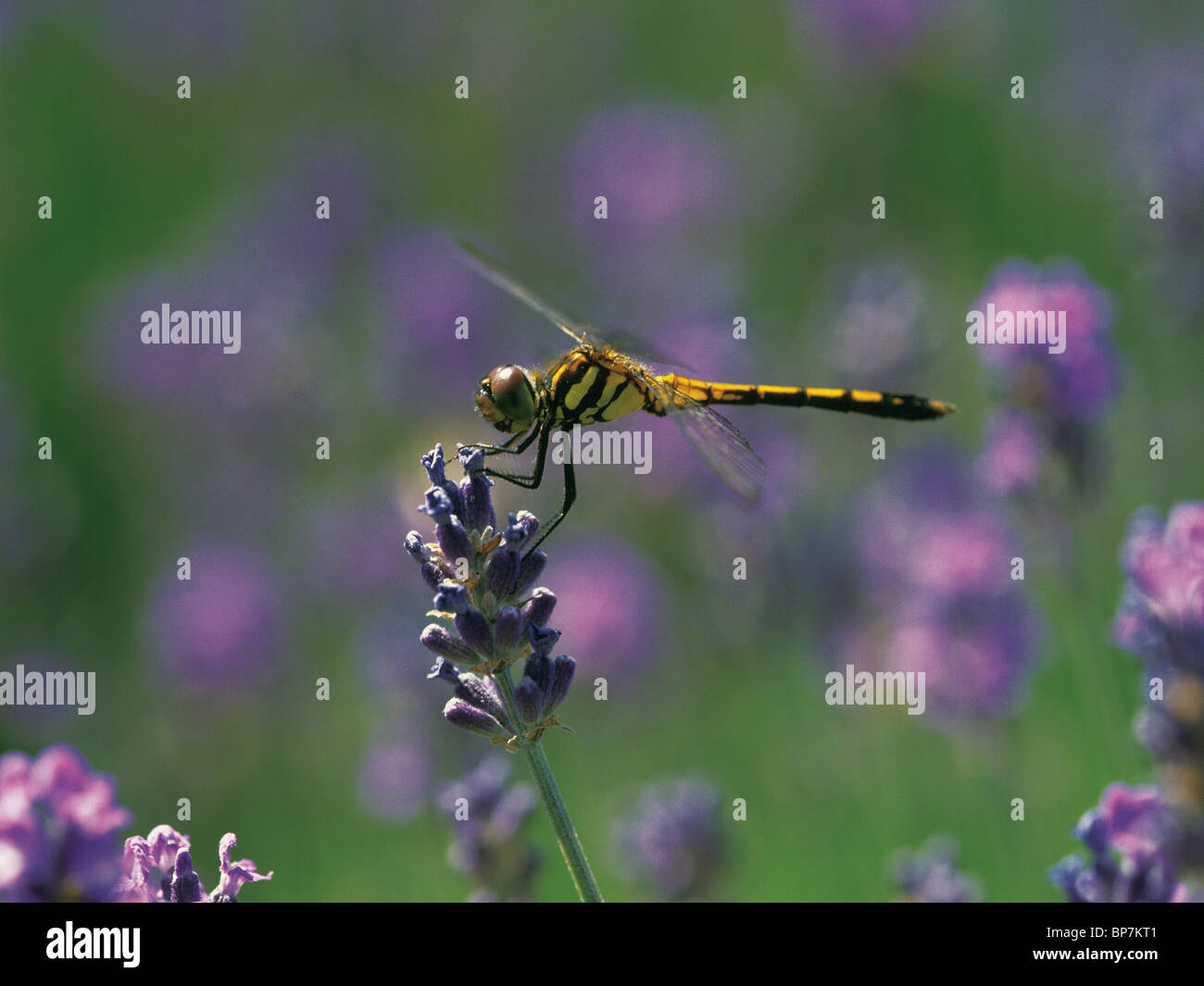 Insects of japan hi-res stock photography and images - Alamy