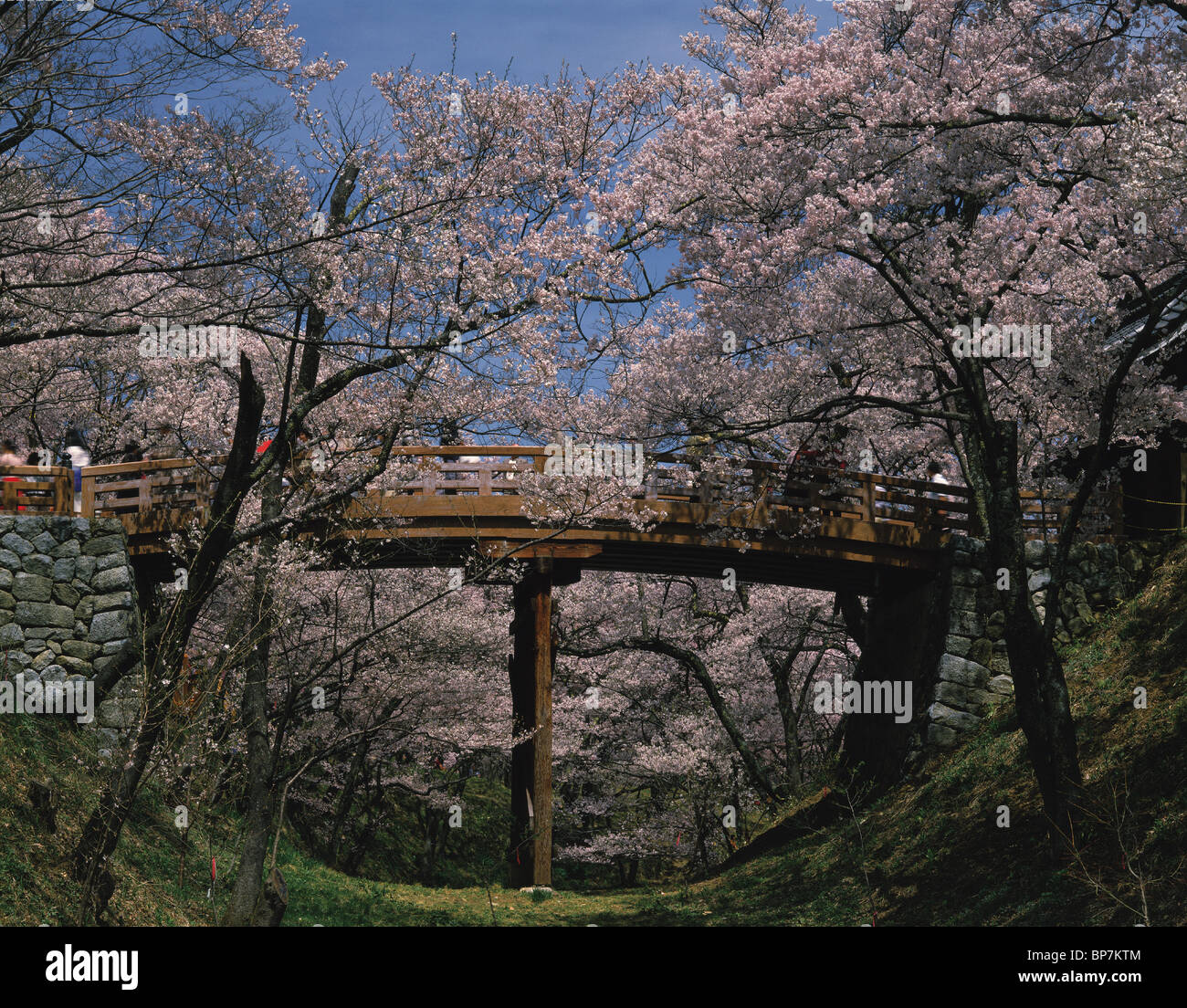 Bridge and Cherry Trees, Nagano Prefecture, Japan Stock Photo - Alamy