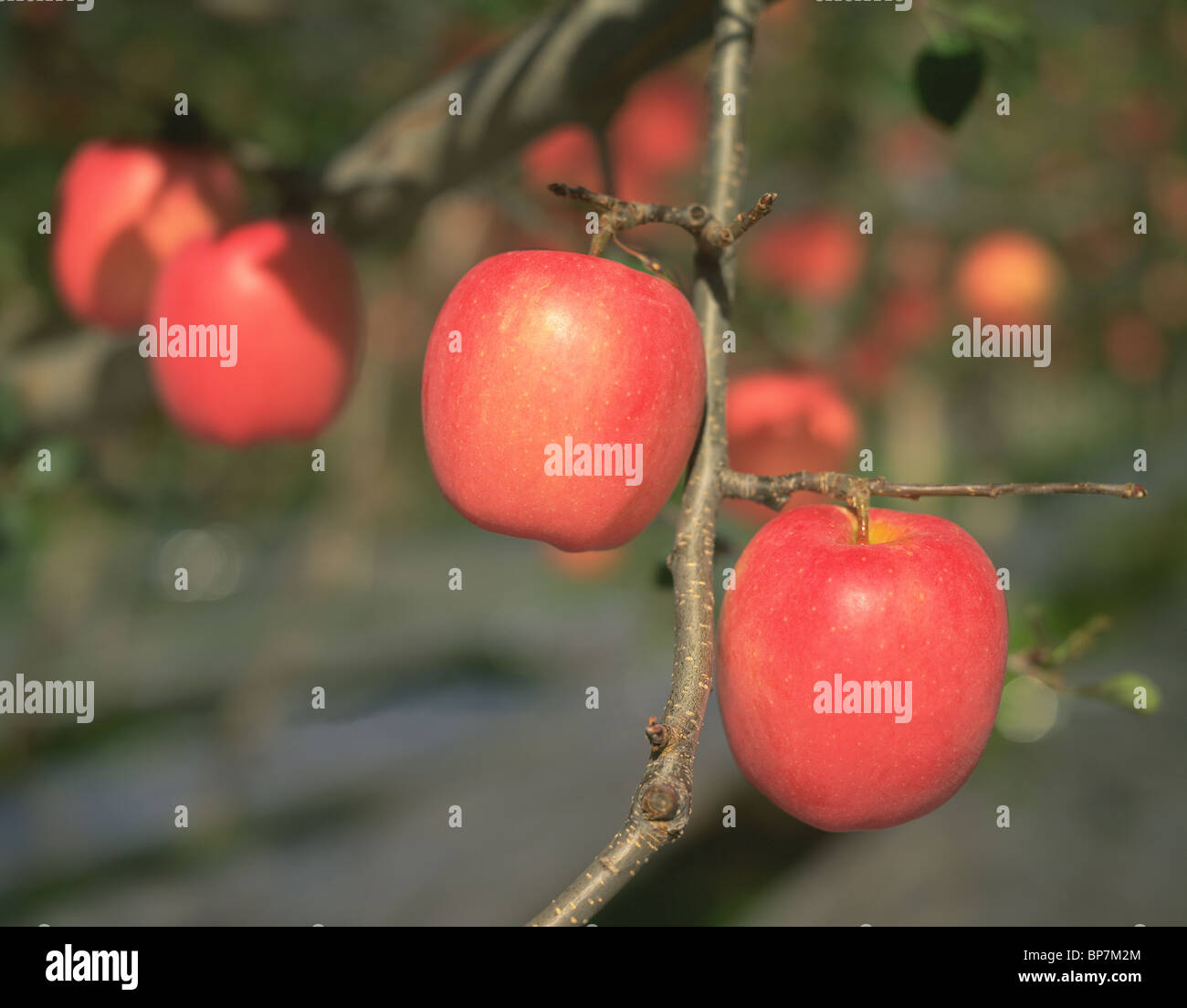 Asia apple aomori hi-res stock photography and images - Alamy