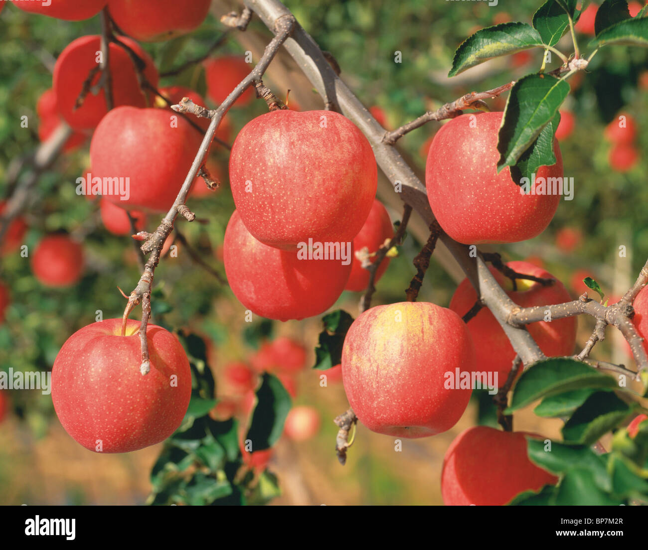 Apple Trees, Aomori Prefecture, Japan Stock Photo - Alamy