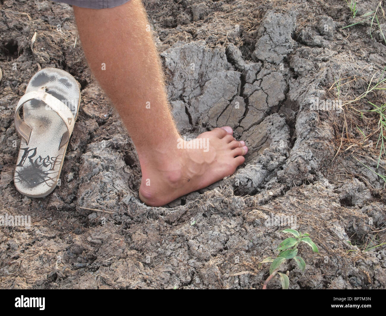 Elephant footprint hi-res stock photography and images - Alamy