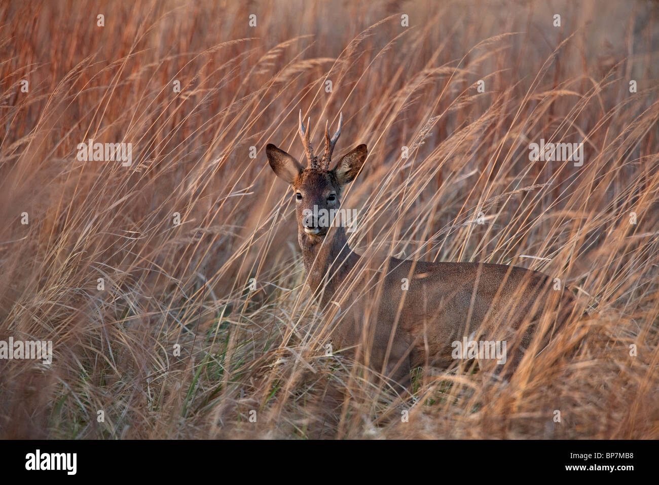 Roe deer grass hi-res stock photography and images - Alamy