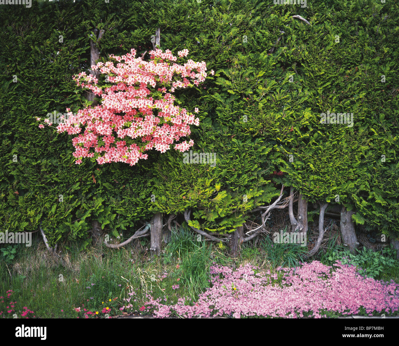 Azalea hedge hi-res stock photography and images - Alamy