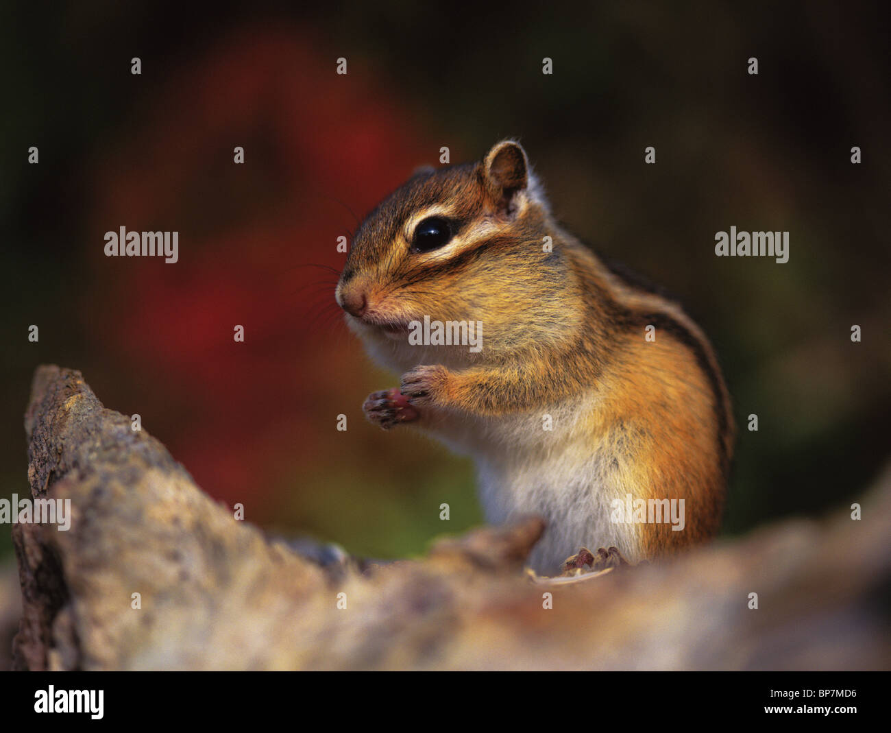Chipmunk, Hokkaido Prefecture, Japan Stock Photo - Alamy
