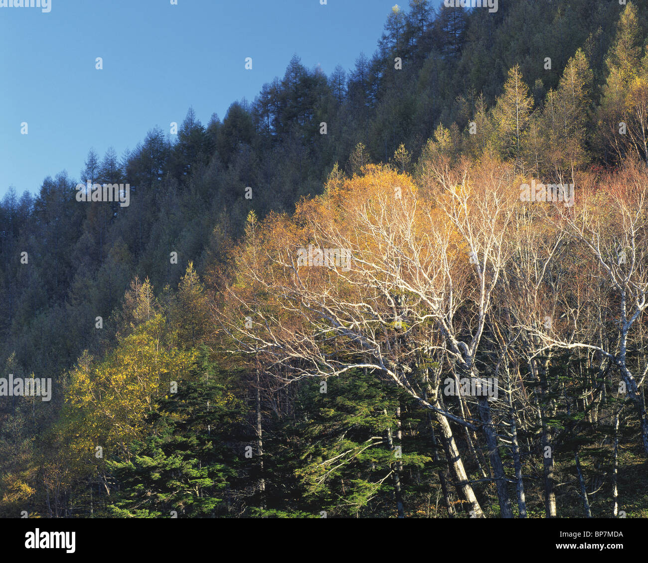 Birch Trees, Nagano Prefecture, Japan Stock Photo - Alamy