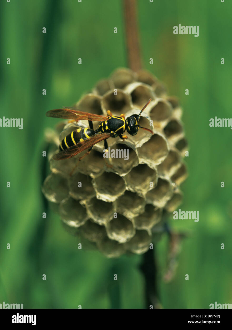 Bee With Beehive, Hokkaido Prefecture, Japan Stock Photo - Alamy