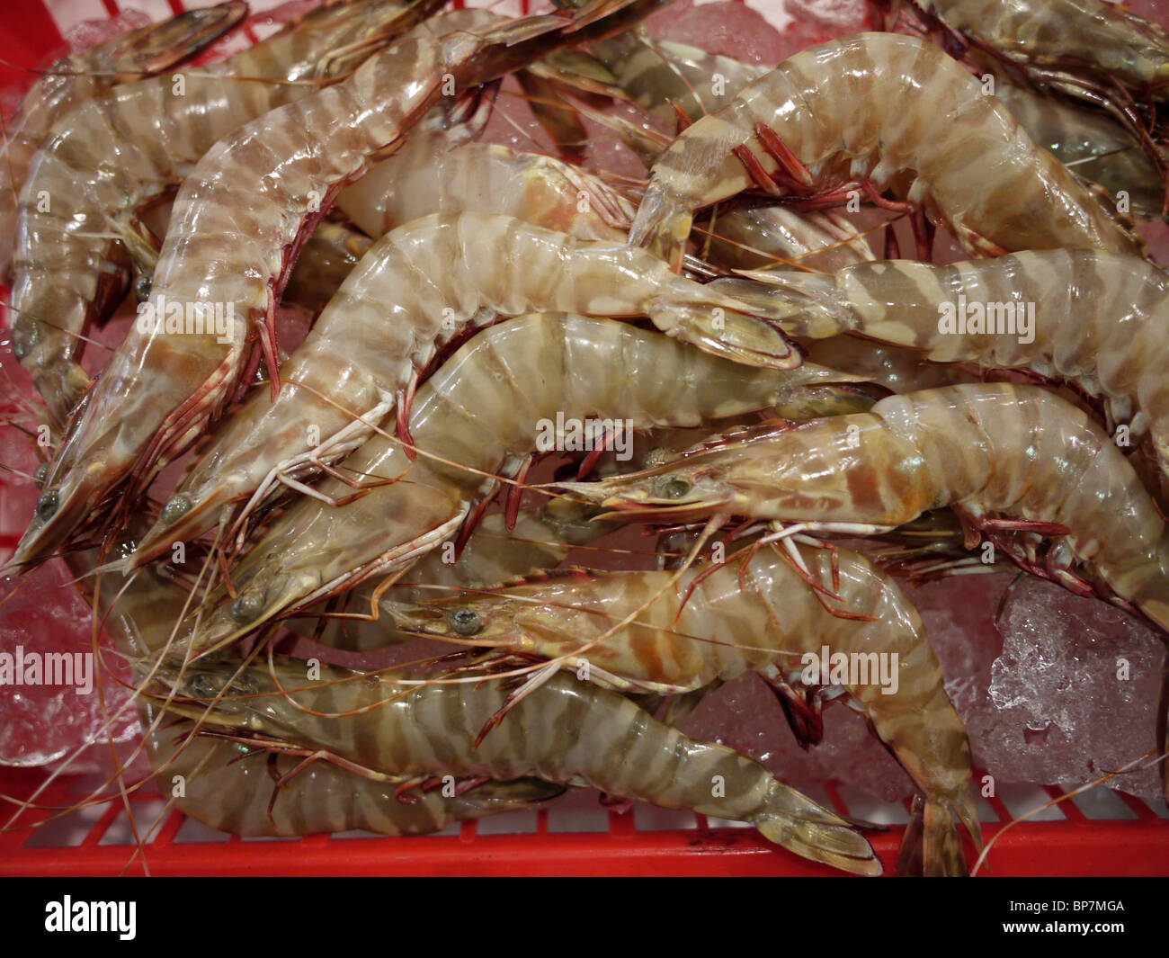 Japan, Tokyo food market fresh seafood Prawns on display Stock Photo ...