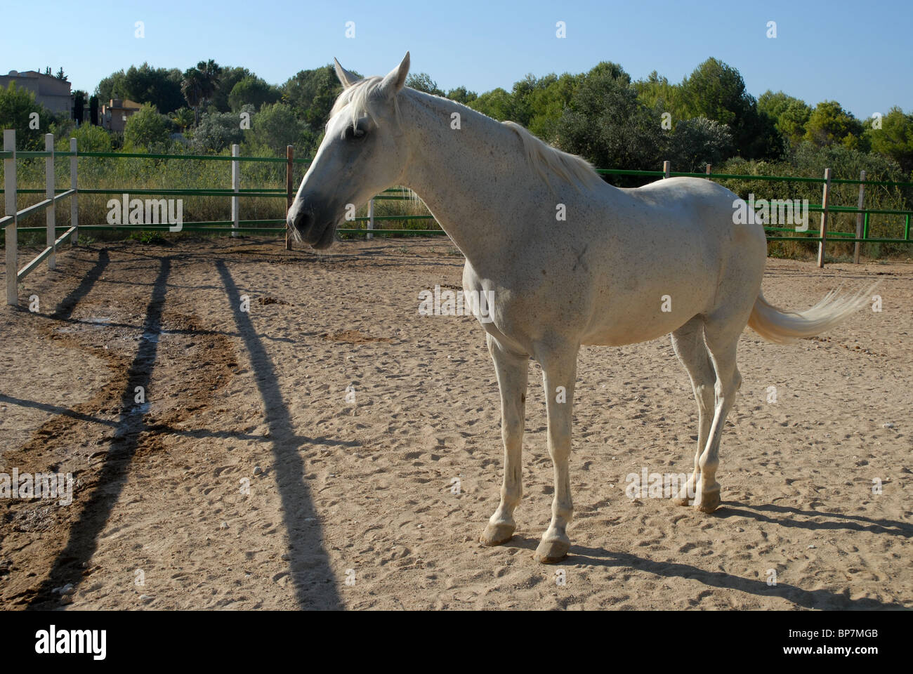 Flea bitten horse color hi-res stock photography and images - Alamy