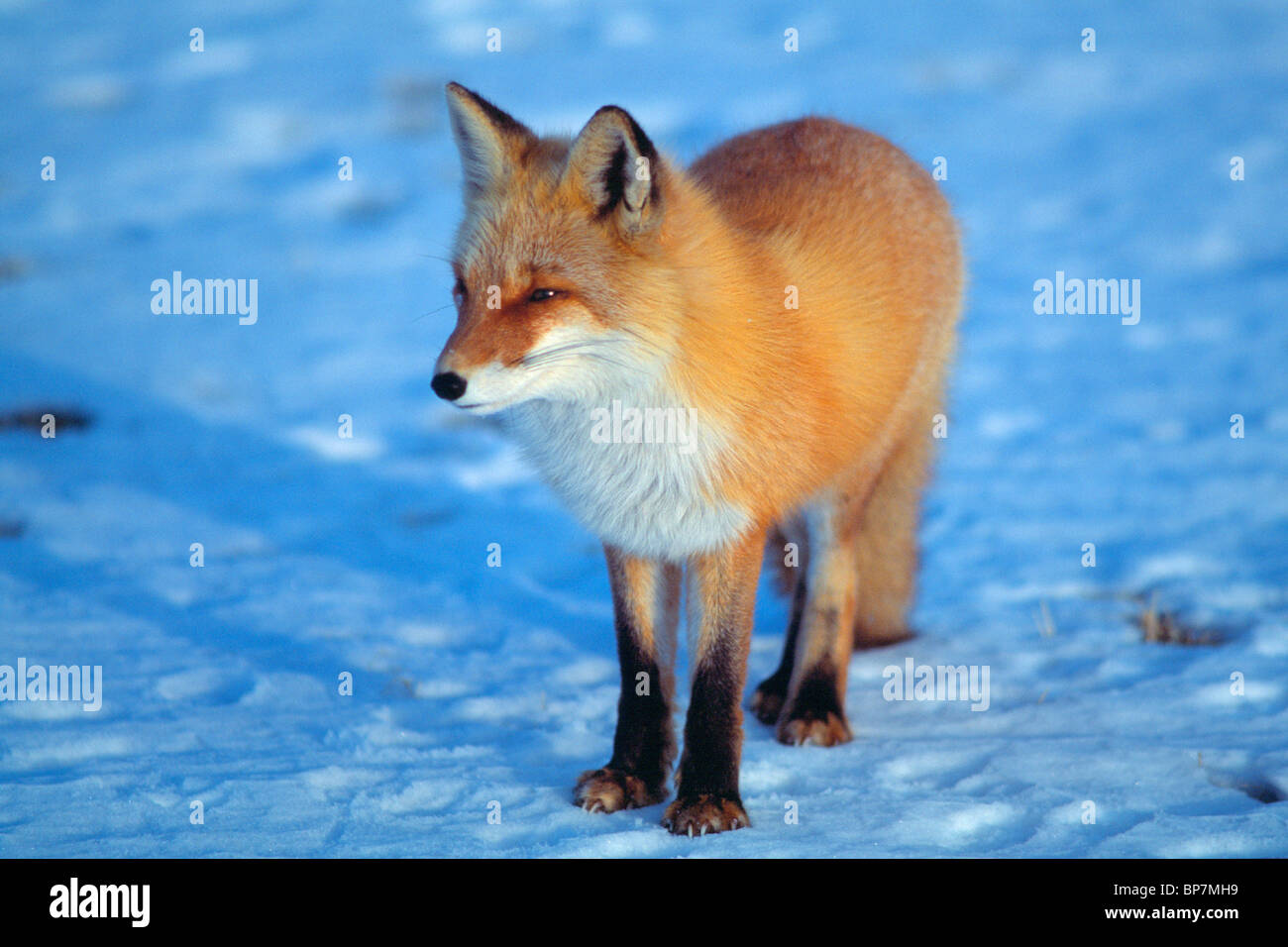 Red fox cross fox color hi-res stock photography and images - Alamy