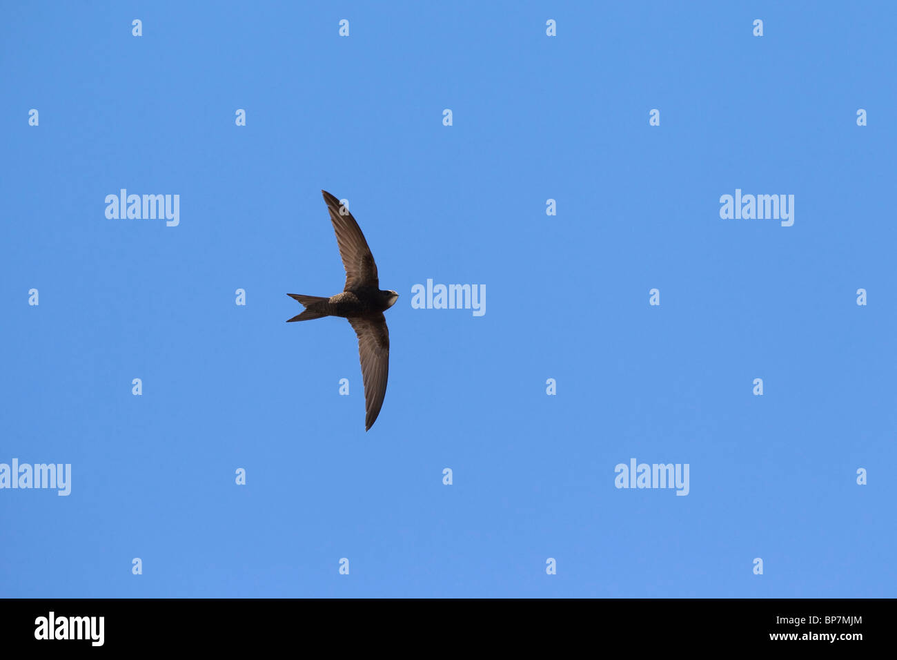 Swifts in flight hi-res stock photography and images - Alamy
