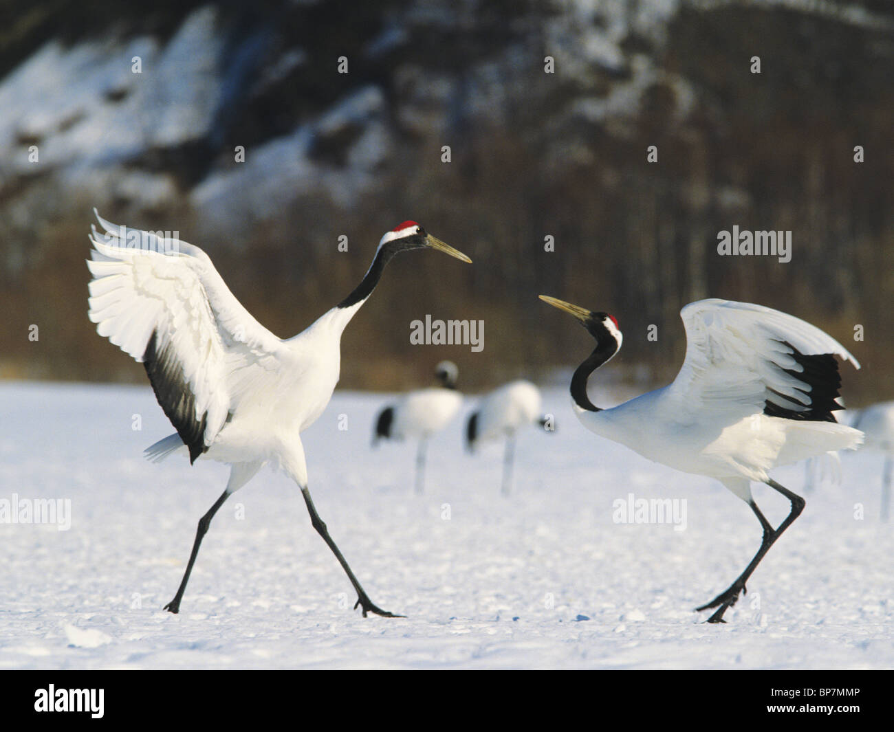 Japanese Cranes in Snow Stock Photo - Alamy