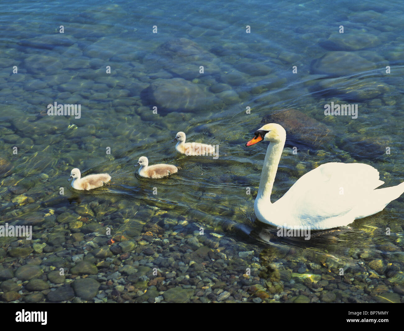 Swans on Lake Stock Photo - Alamy
