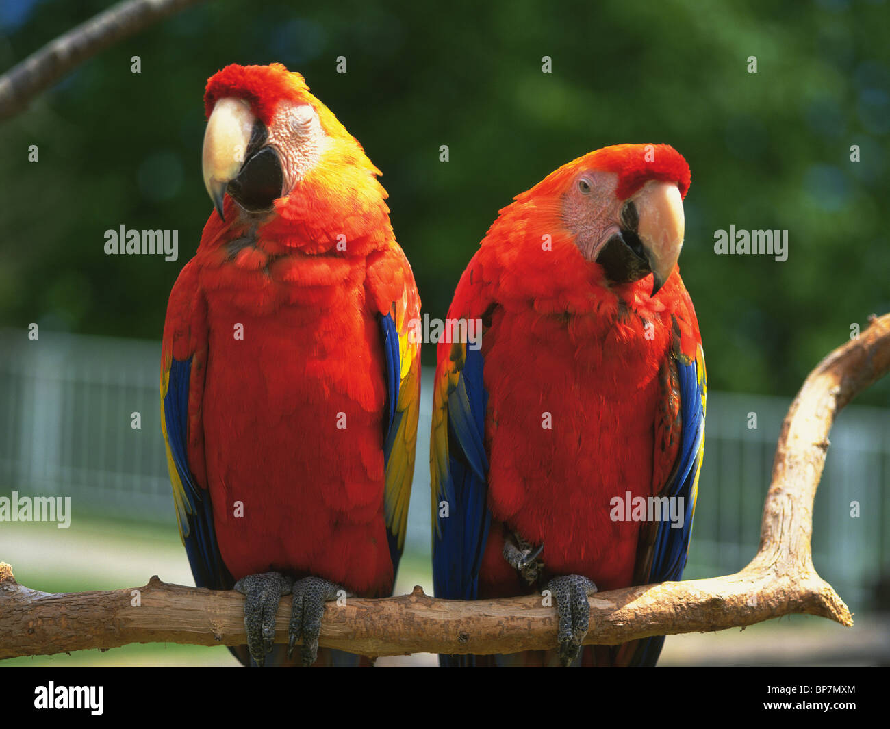 Macaws on Tree Branch, Hokkaido Prefecture, Japan Stock Photo - Alamy