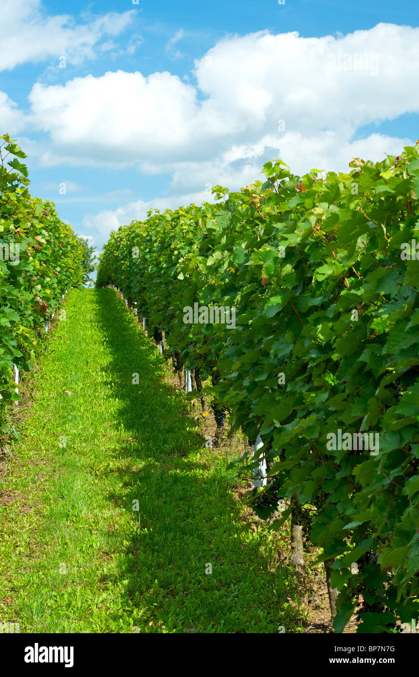 Weinberg vineyard Germany Rheinland-Pfalz Stock Photo - Alamy