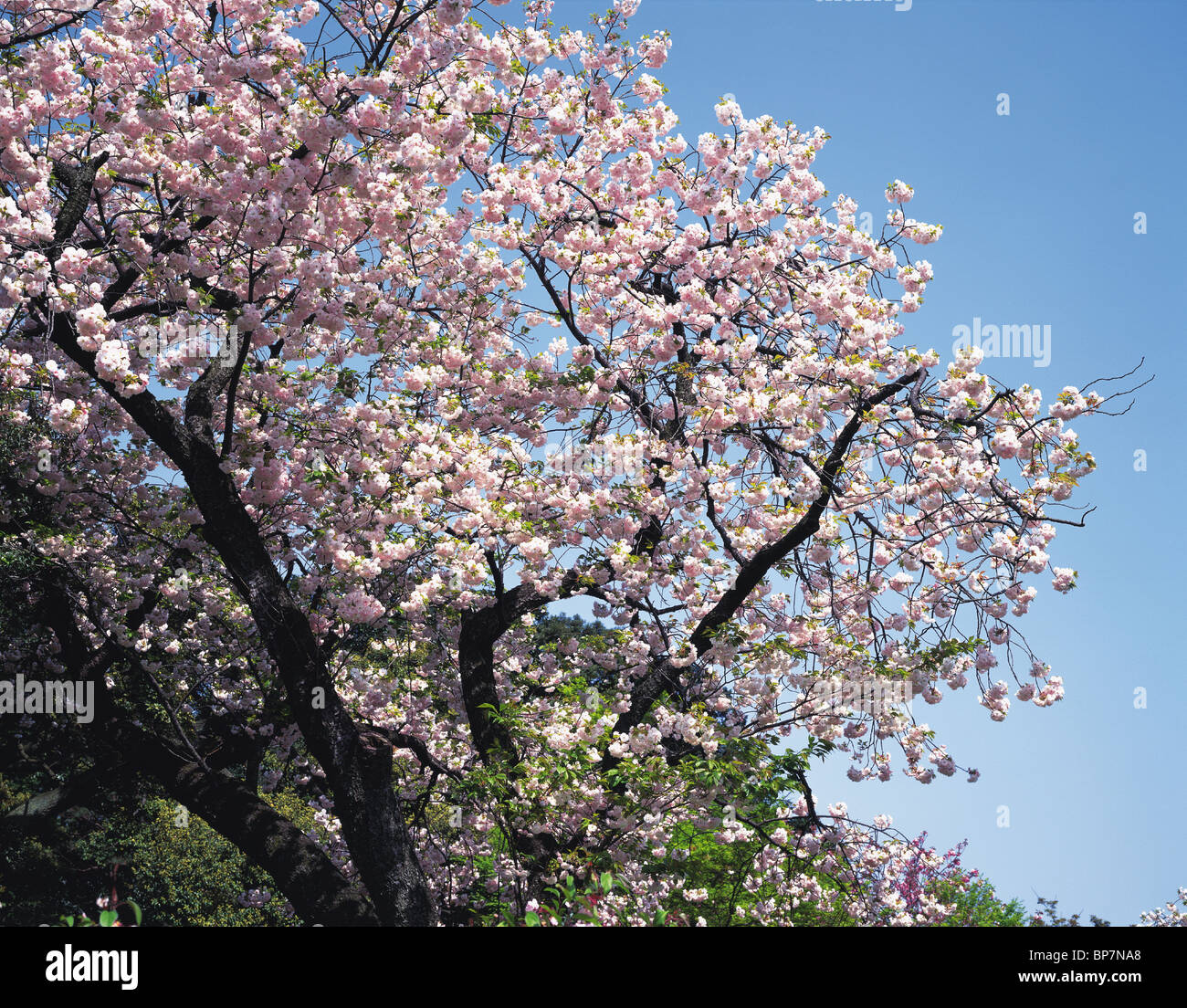 Blooming tree boughs hi-res stock photography and images - Alamy