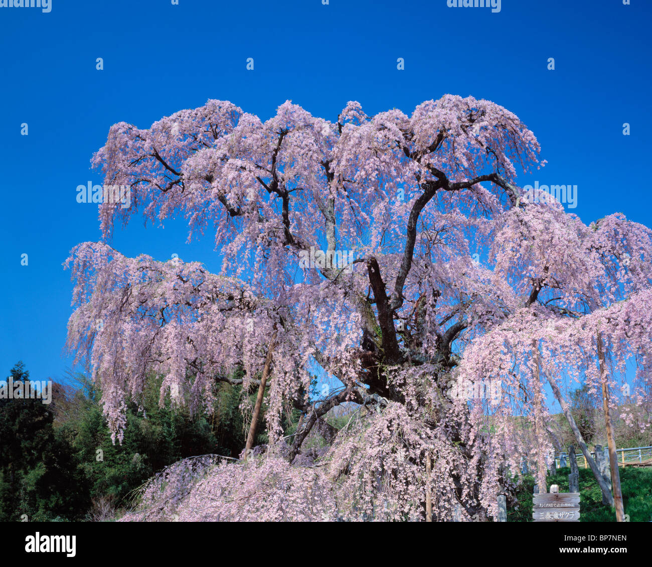 Miharu takizakura hi-res stock photography and images - Alamy