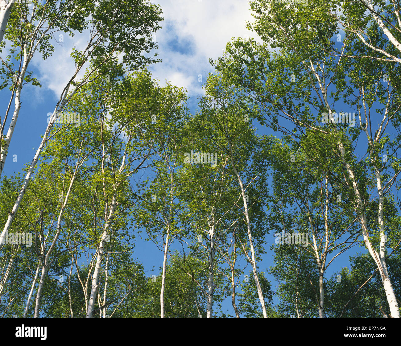 Birch Trees, Nagano Prefecture, Japan Stock Photo - Alamy