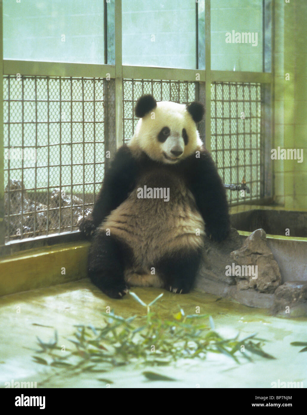 Giant Panda in Enclosure, Shanghai, China Stock Photo - Alamy