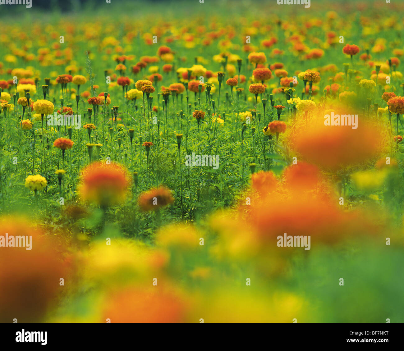 Marigold Field, Yamanashi Prefecture, Japan Stock Photo - Alamy