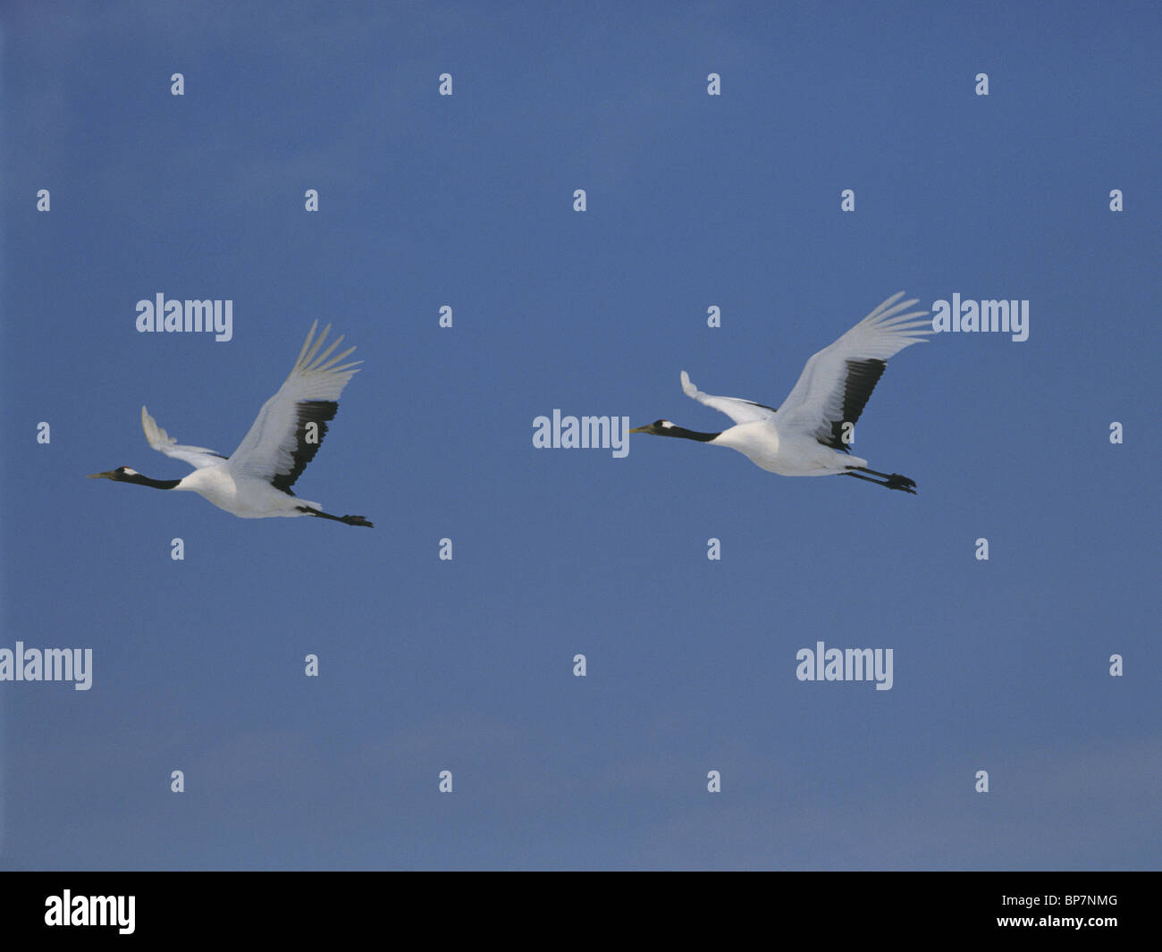 Japanese Cranes in Mid Flight Stock Photo - Alamy