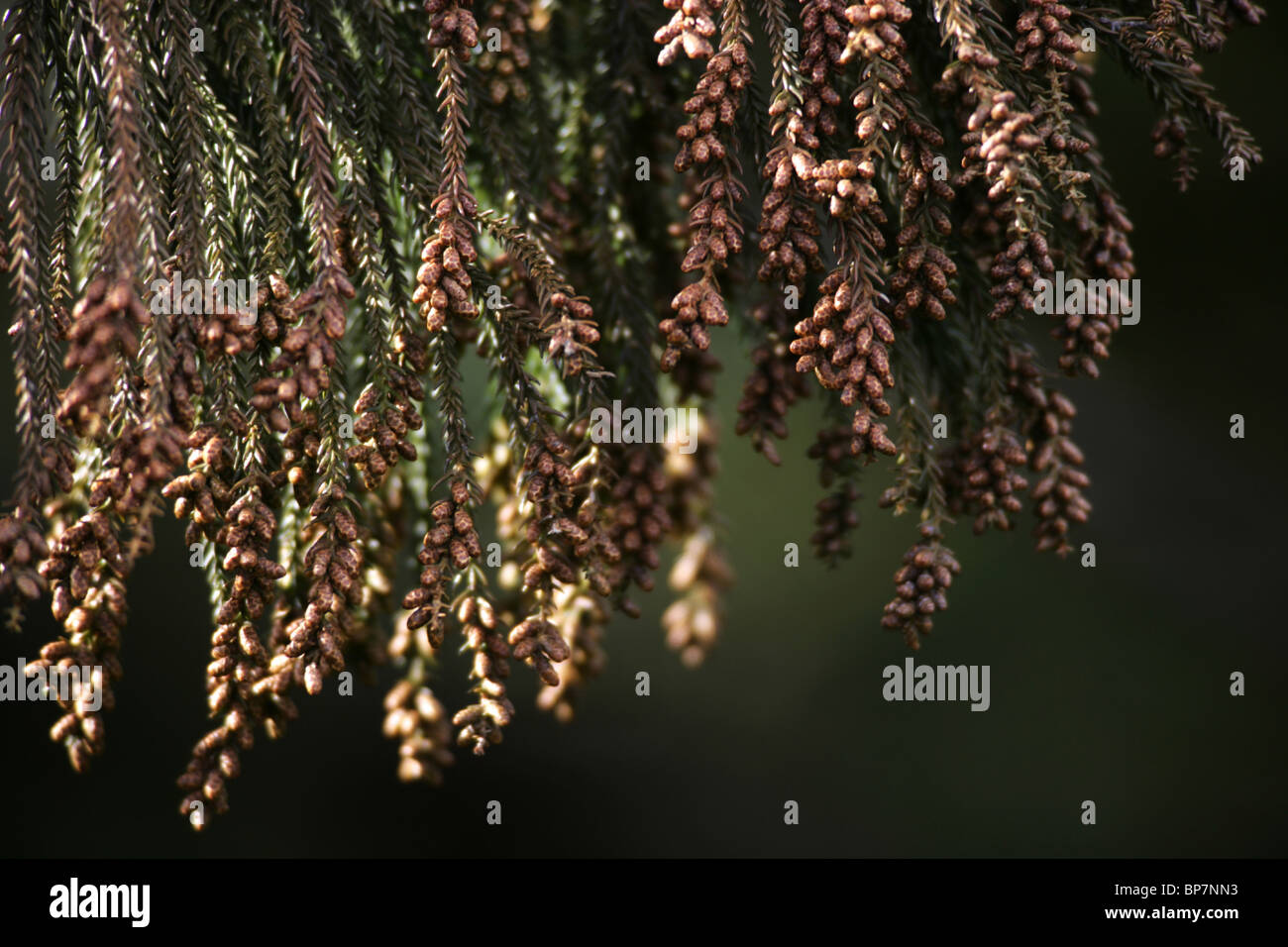 Japanese cedars cryptomeria japonica hi-res stock photography and ...