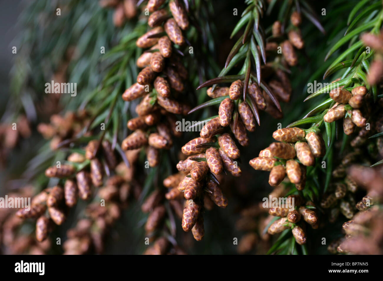 Cedar Pollen, Wakayama Prefecture, Japan Stock Photo - Alamy