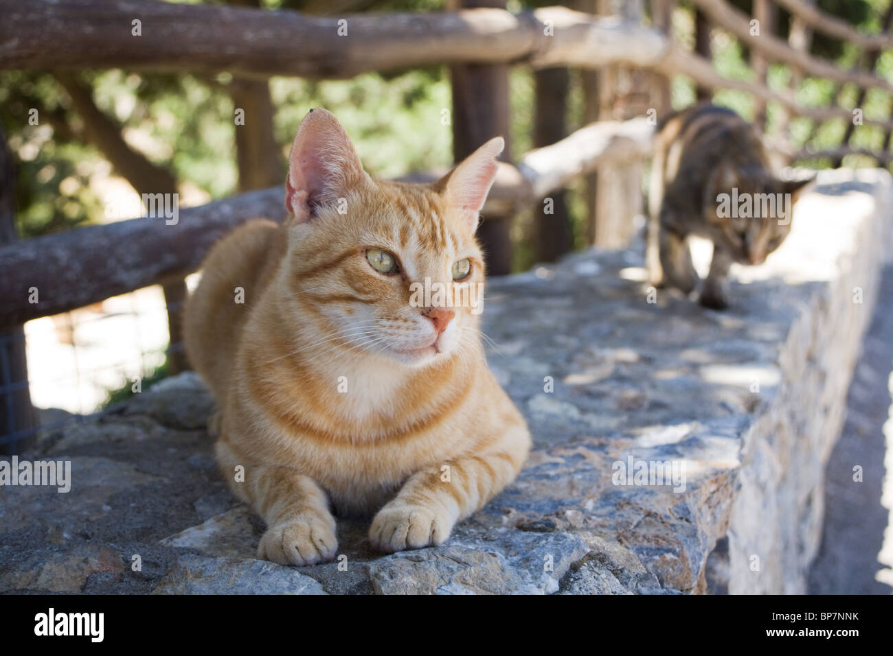 Crete cats hi-res stock photography and images - Alamy