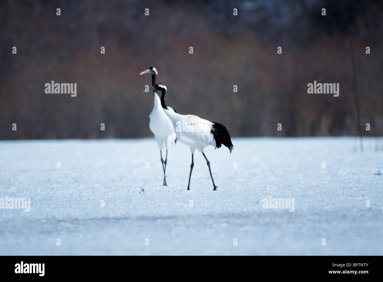 Japan hokkaido japanese cranes hi-res stock photography and images - Alamy
