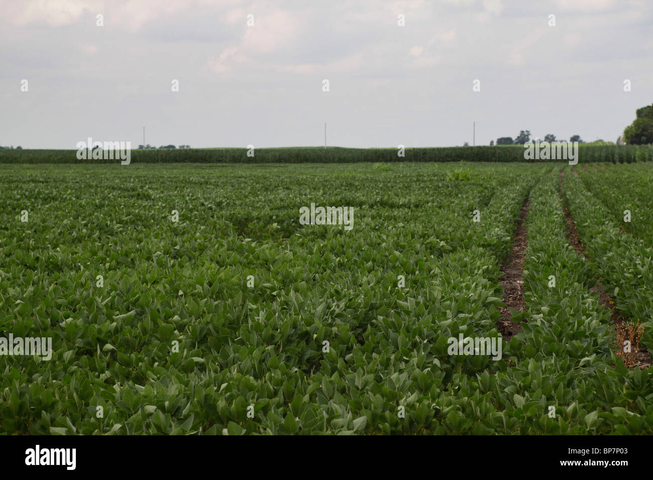 Grow soya hi-res stock photography and images - Alamy