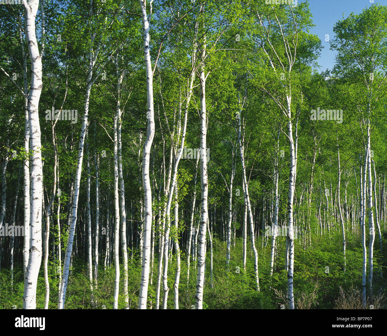Shiraito Falls, Nagano Prefecture, Japan Stock Photo - Alamy