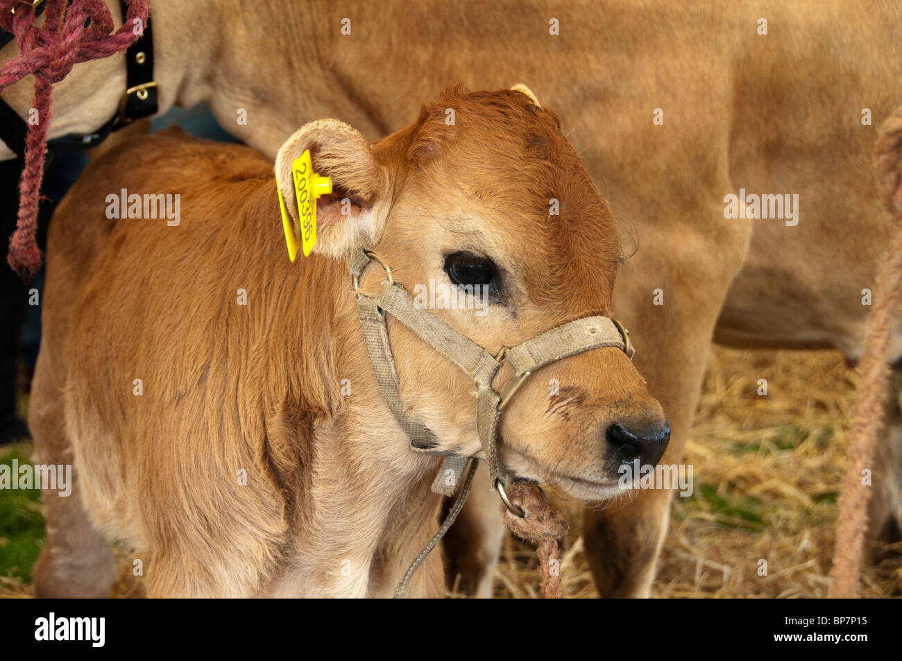 A Jersey calf ready for the show Stock Photo - Alamy