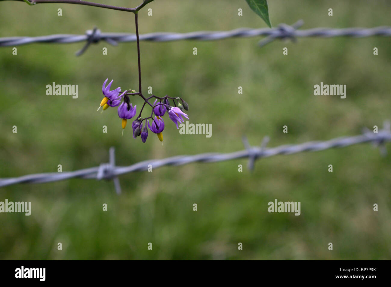 American nightshade hi-res stock photography and images - Alamy