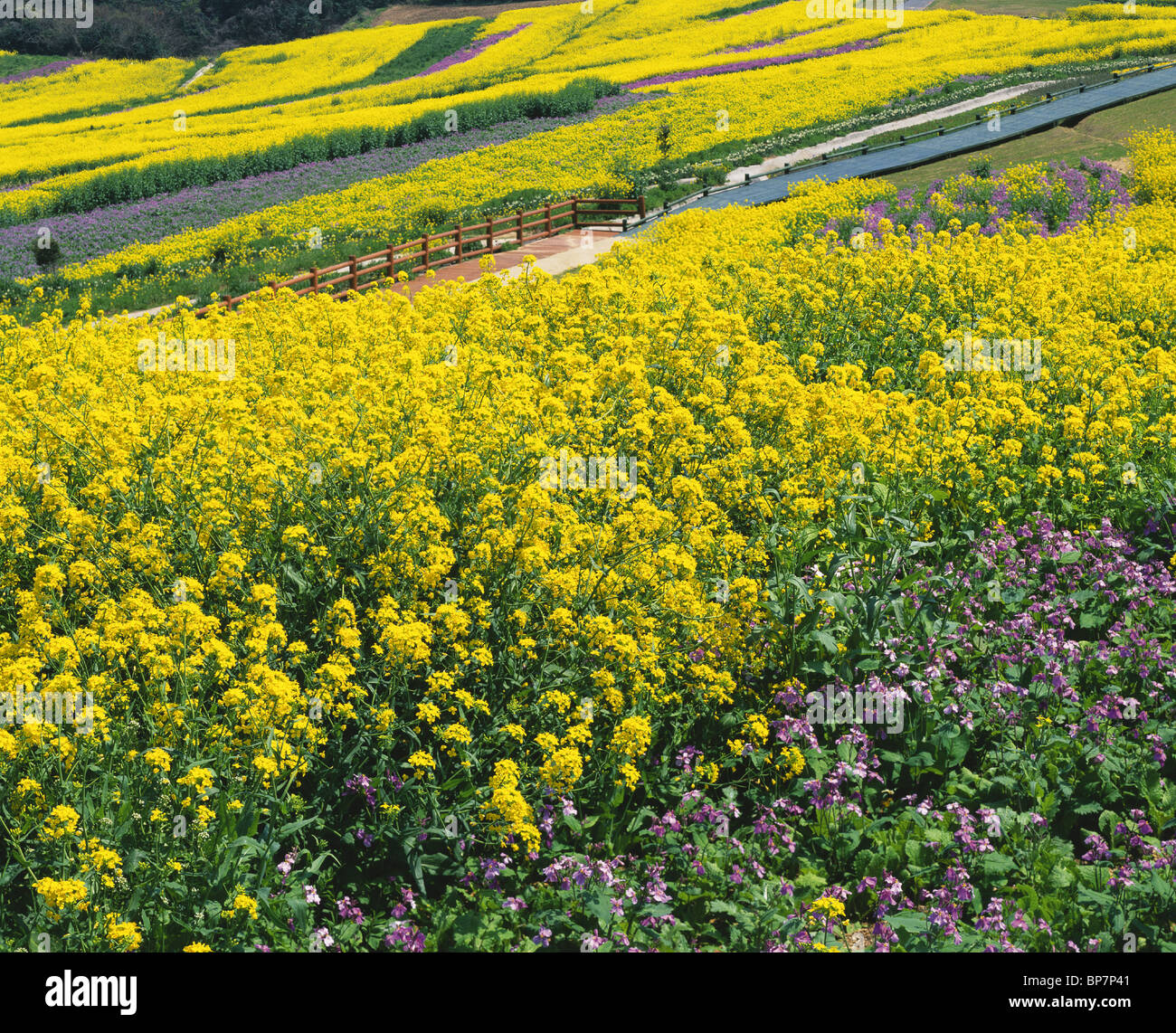 Rapeseed Blossoms at Awaji-Hanasajiki Garden Stock Photo - Alamy