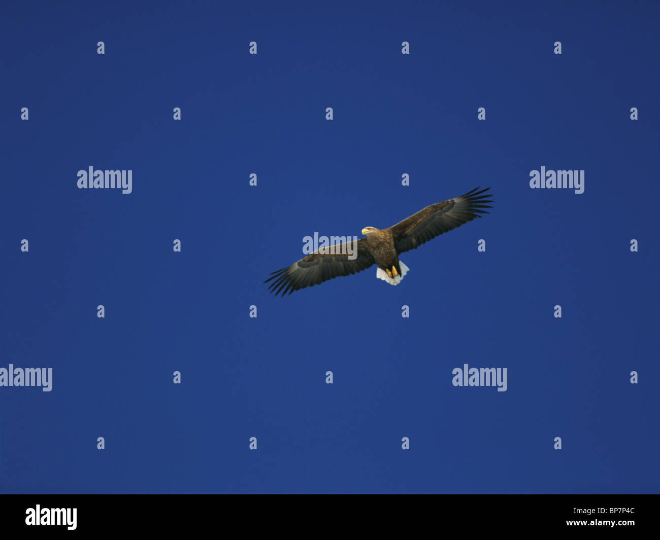 White-Tailed Sea Eagle in Blue Sky Stock Photo - Alamy