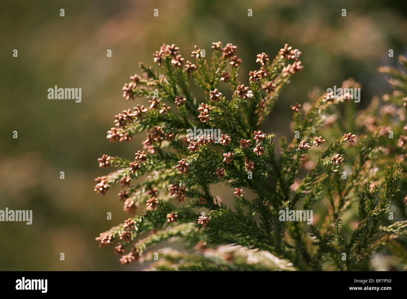 Japan cedar pollen hi-res stock photography and images - Alamy