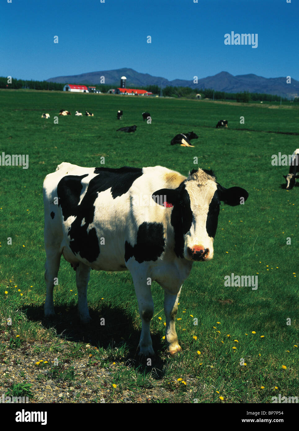 Cows in Farm Landscape, Hokkaido Prefecture, Japan Stock Photo - Alamy
