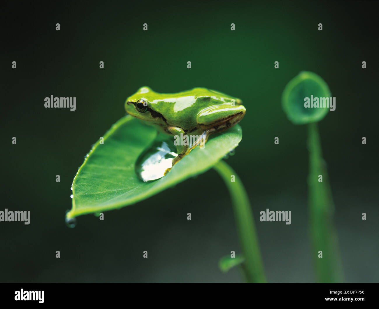 Frog japan hi-res stock photography and images - Alamy