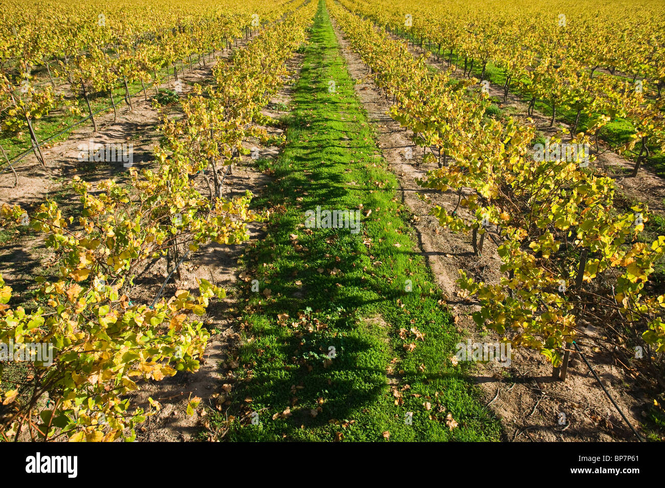 Maria in the vineyard hi-res stock photography and images - Alamy