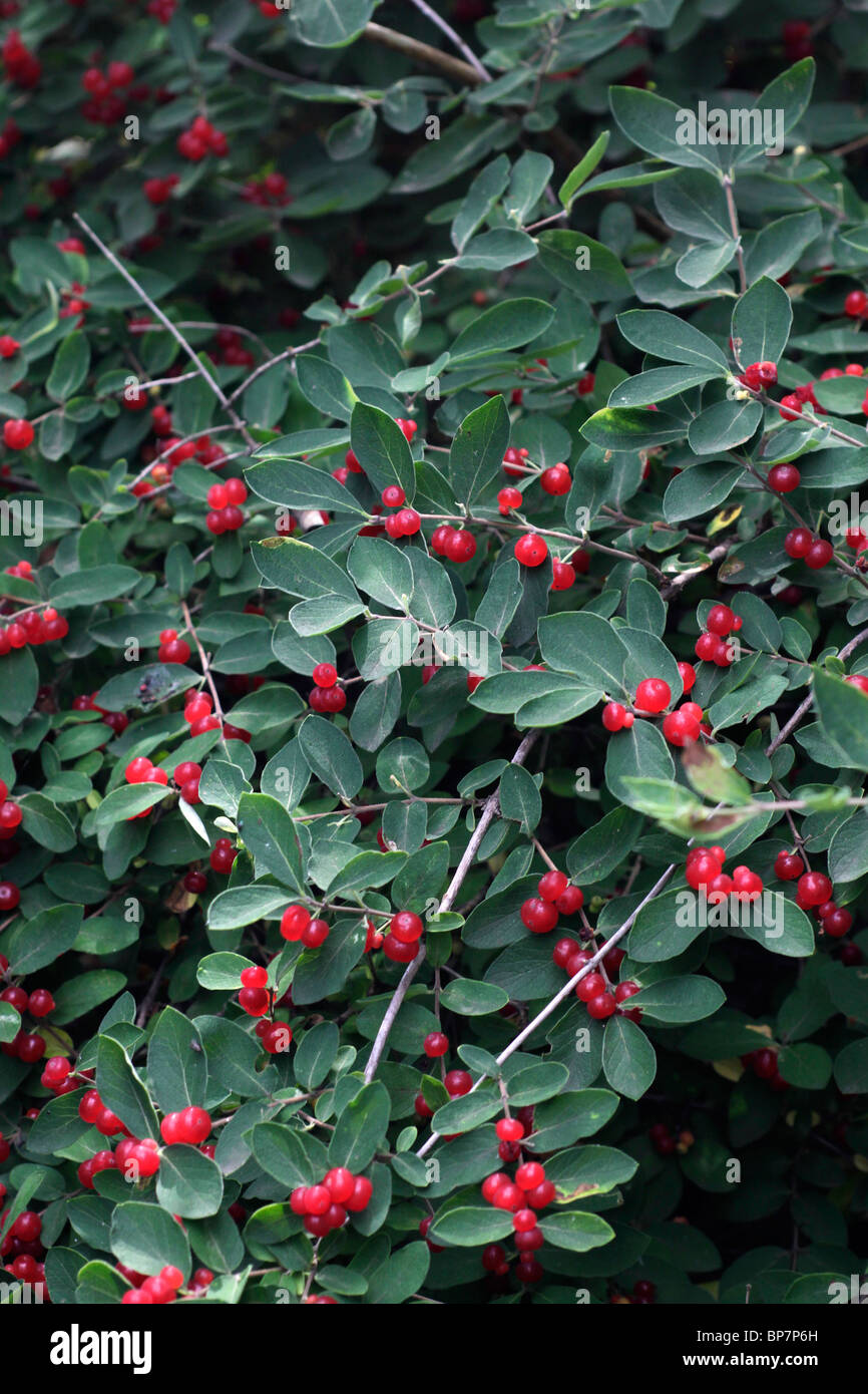 Buffaloberry hi-res stock photography and images - Alamy